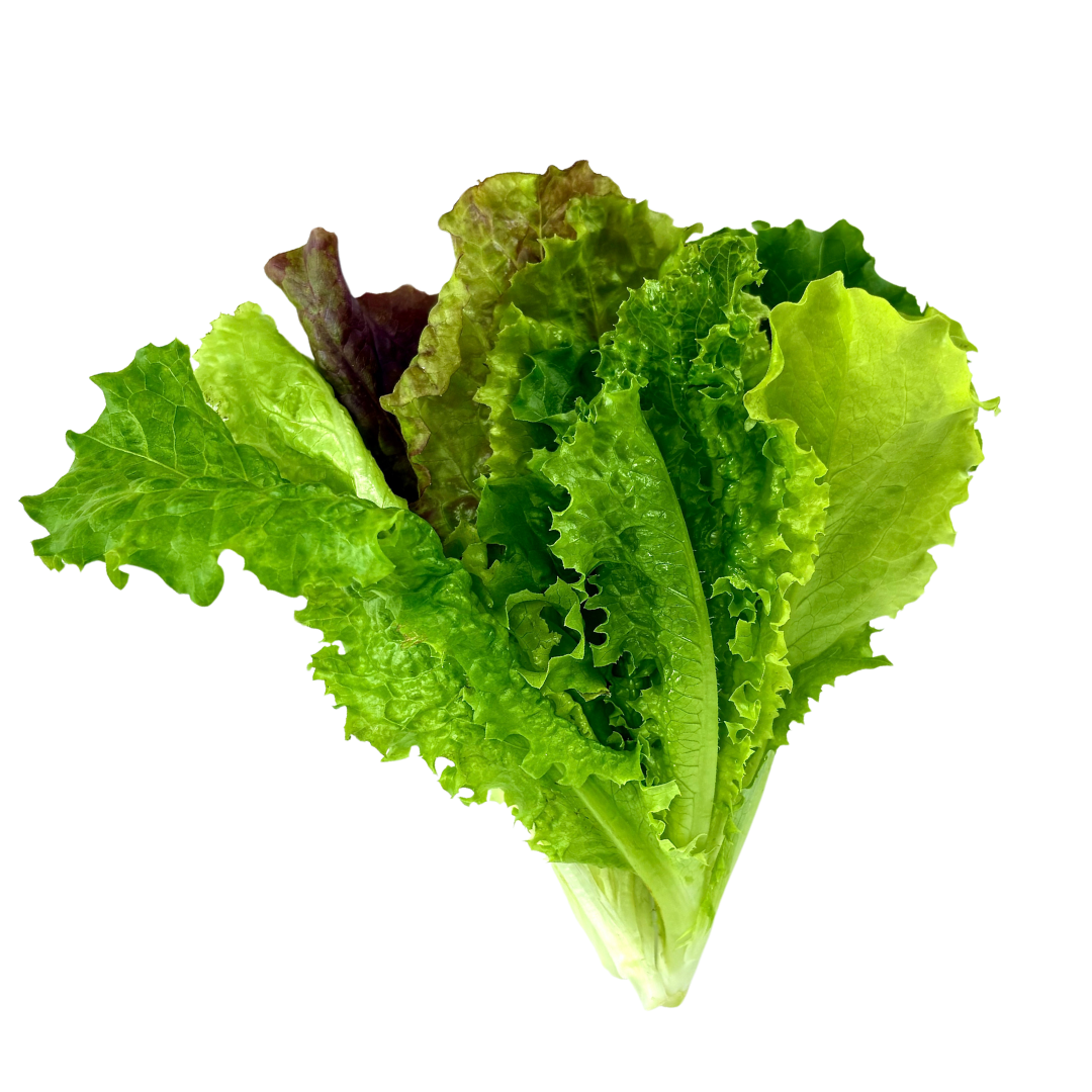 Lettuce - Baby Mix – Cerca Cultivation
