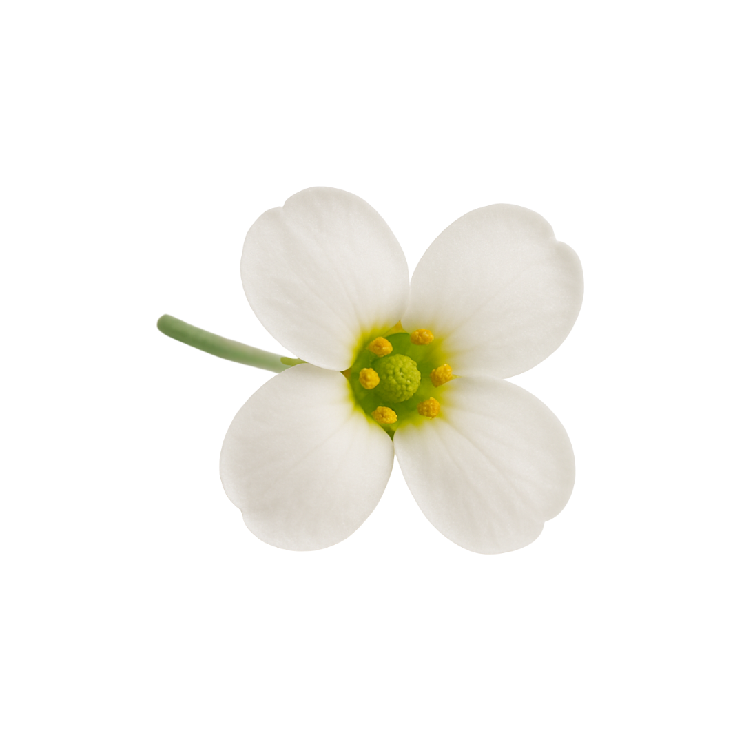 Flower - Sweet Alyssum – Cerca Cultivation